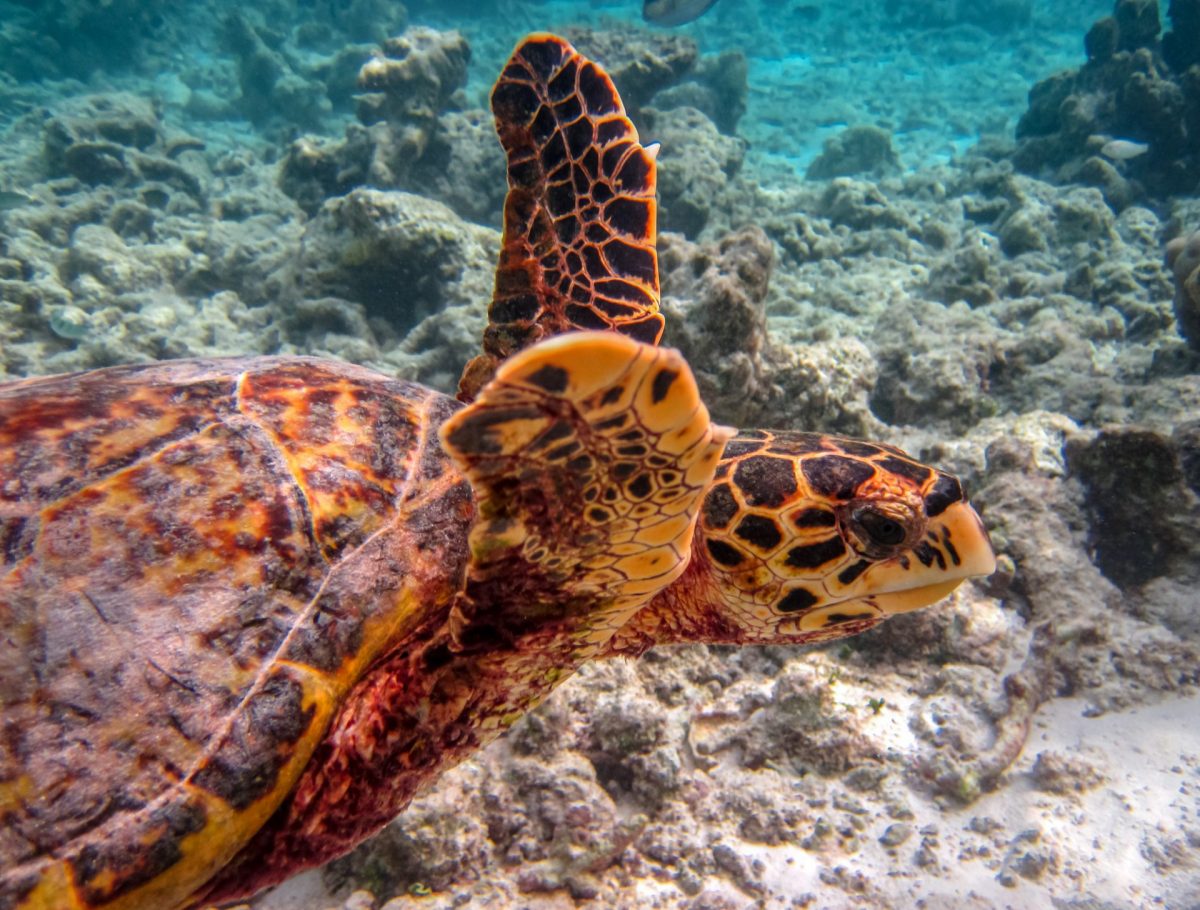 Discover the Ultimate Adventure: A Blue Safari - Art in Voyage